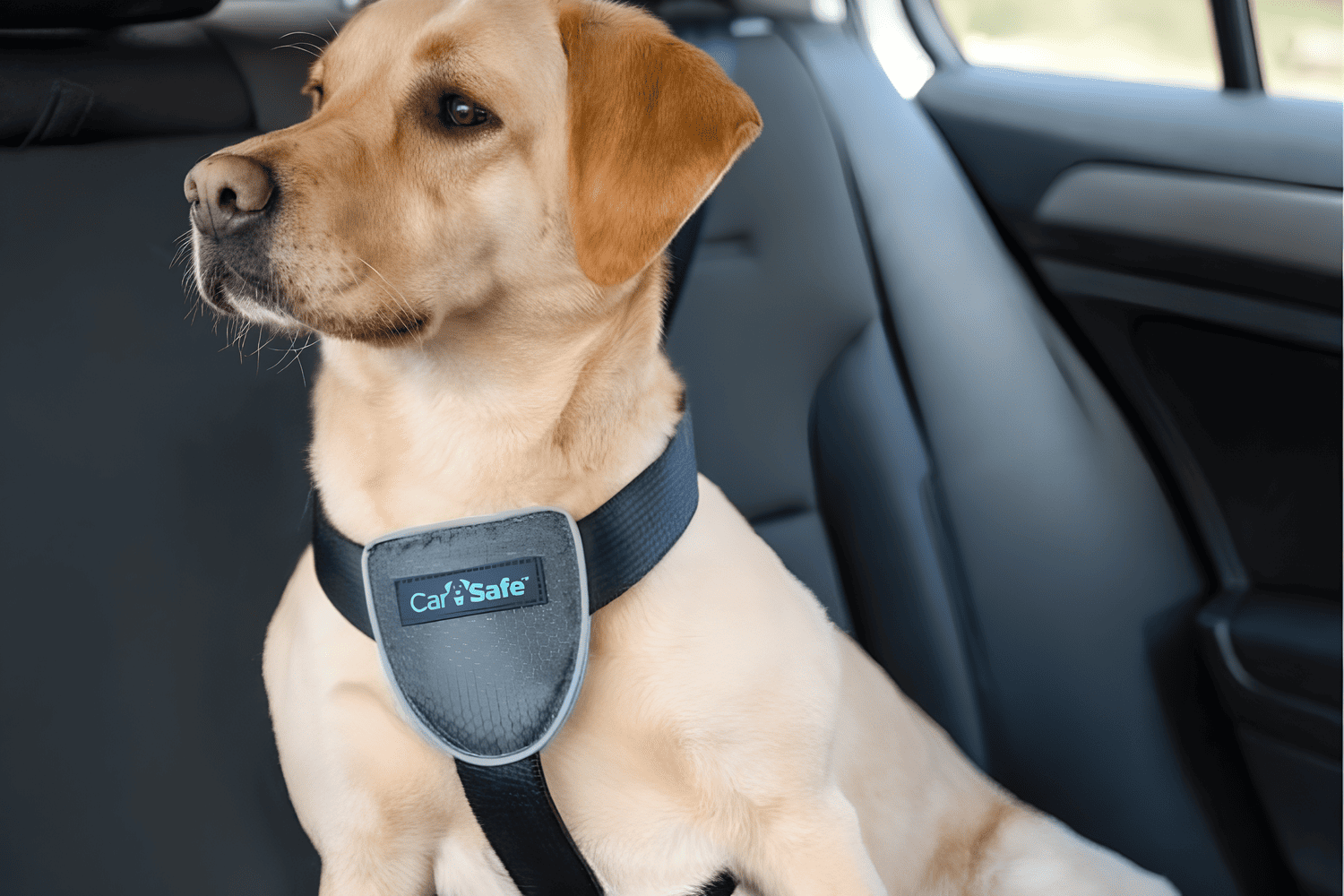 CarSafe Official Website - Premium Dog Harnesses