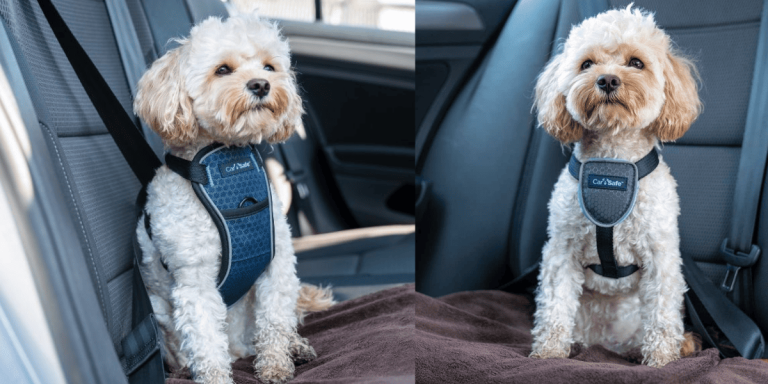 CarSafe Official Website - Premium Dog Harnesses